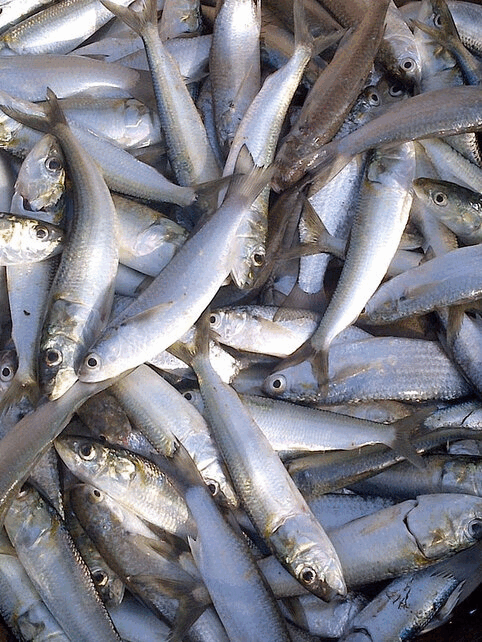 Meet UR Fish | Seafood Wholesaler & Retailer | Dallas